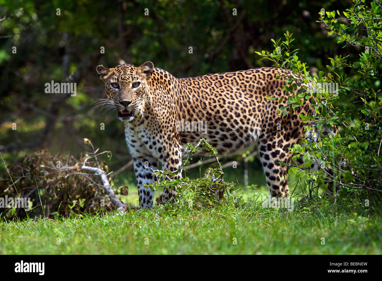 A leopard in Yala National Park Sri Lanla Stock Photo - Alamy