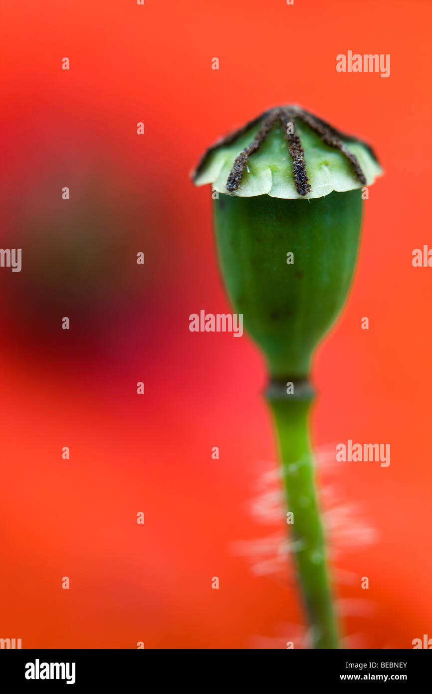 common poppy; Papaver rhoeas; seed head Stock Photo - Alamy