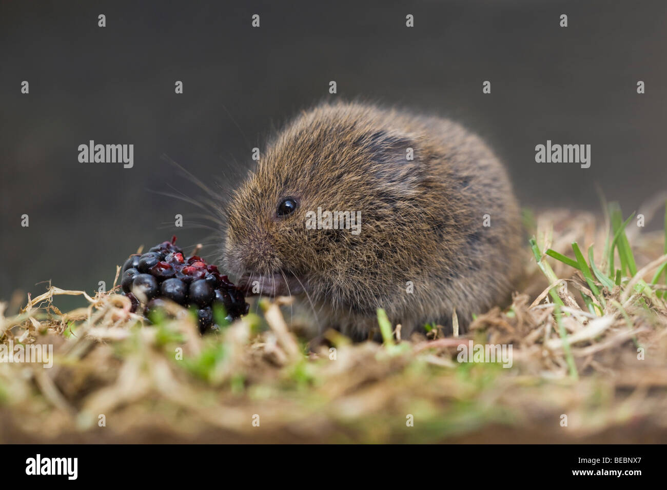 field vole; Microtus agrestis; eating blackberry Stock Photo - Alamy