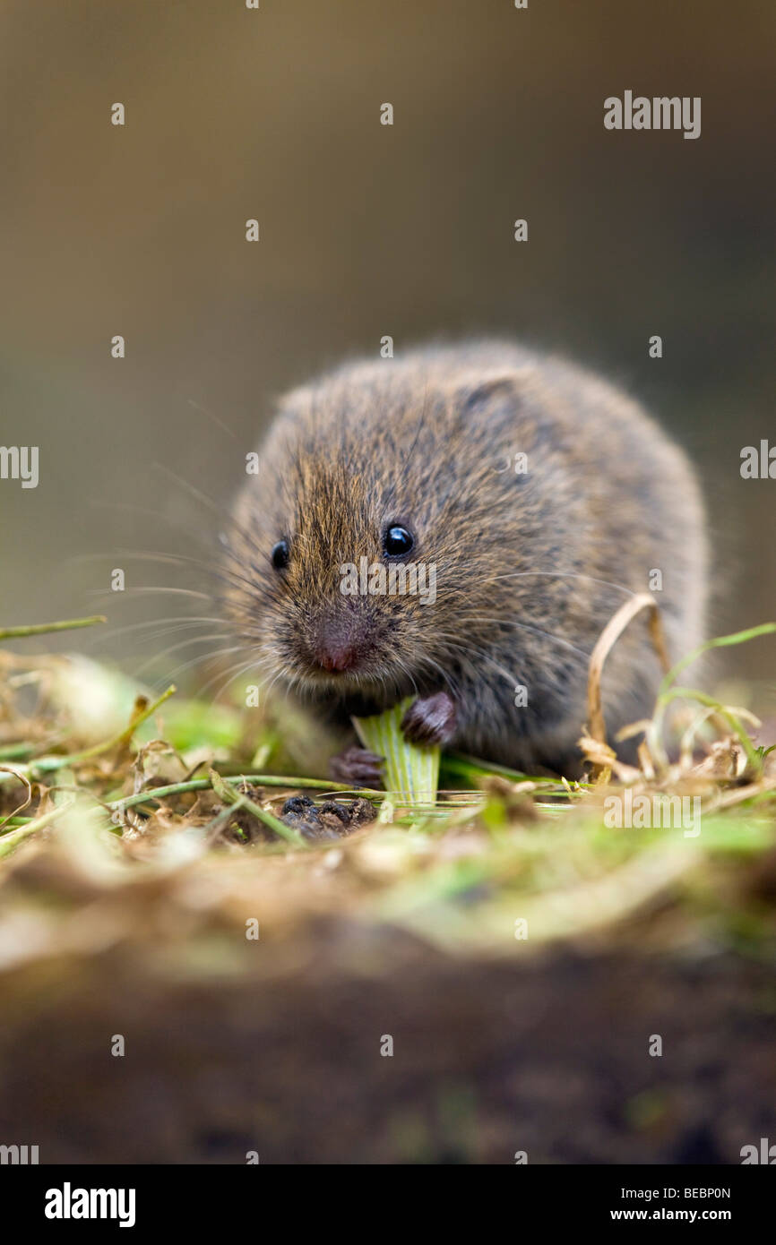 field vole; Microtus agrestis; eating grass Stock Photo - Alamy