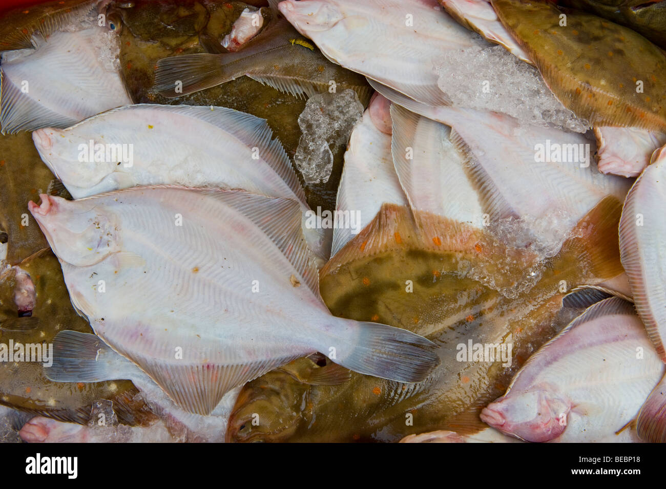Plaice caught off Welsh coast in fishmongers ice box UK Stock Photo - Alamy