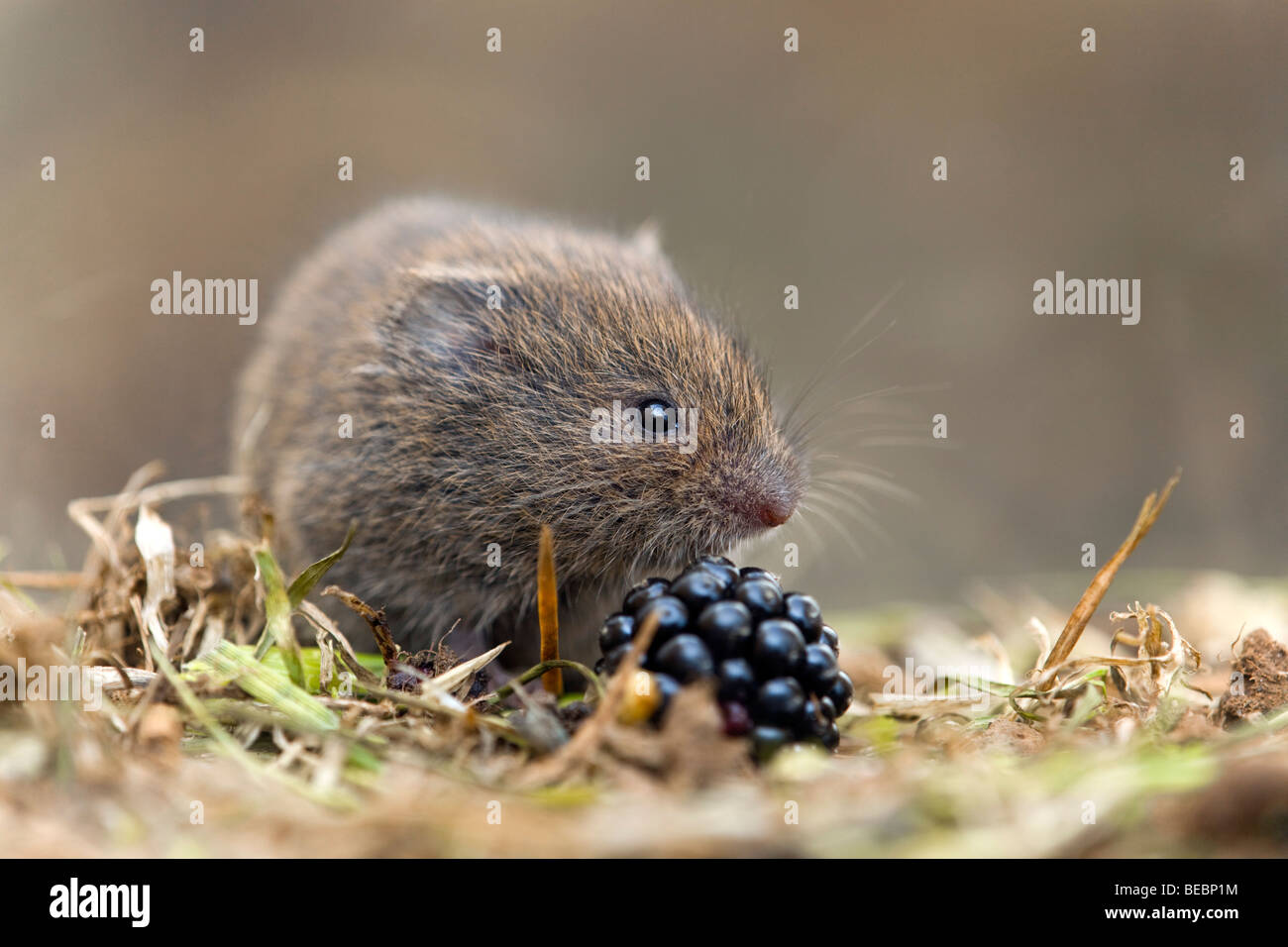 Vole