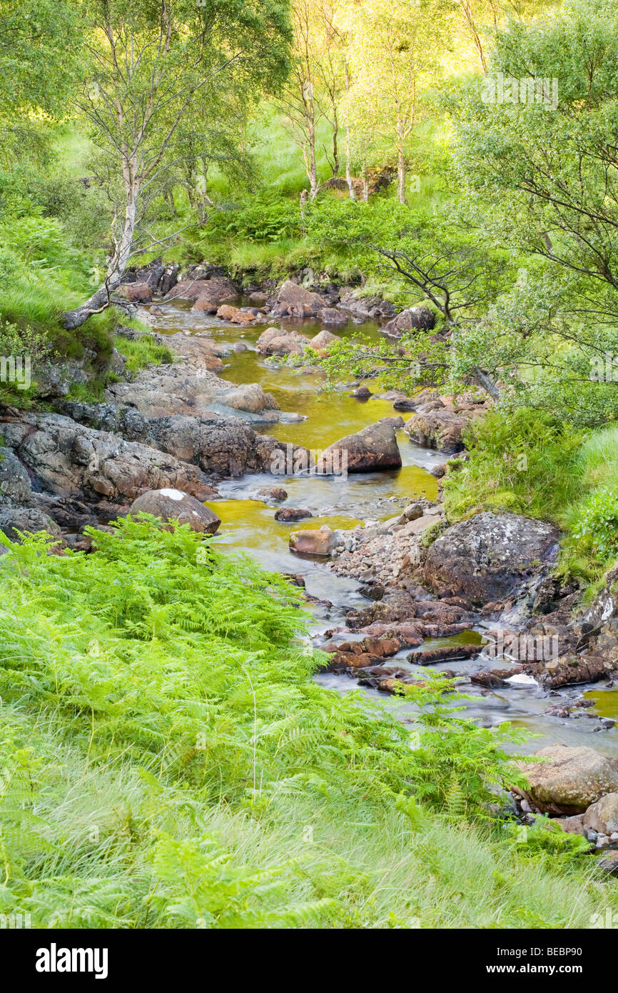 Woodland stream in early autumn Stock Photo - Alamy