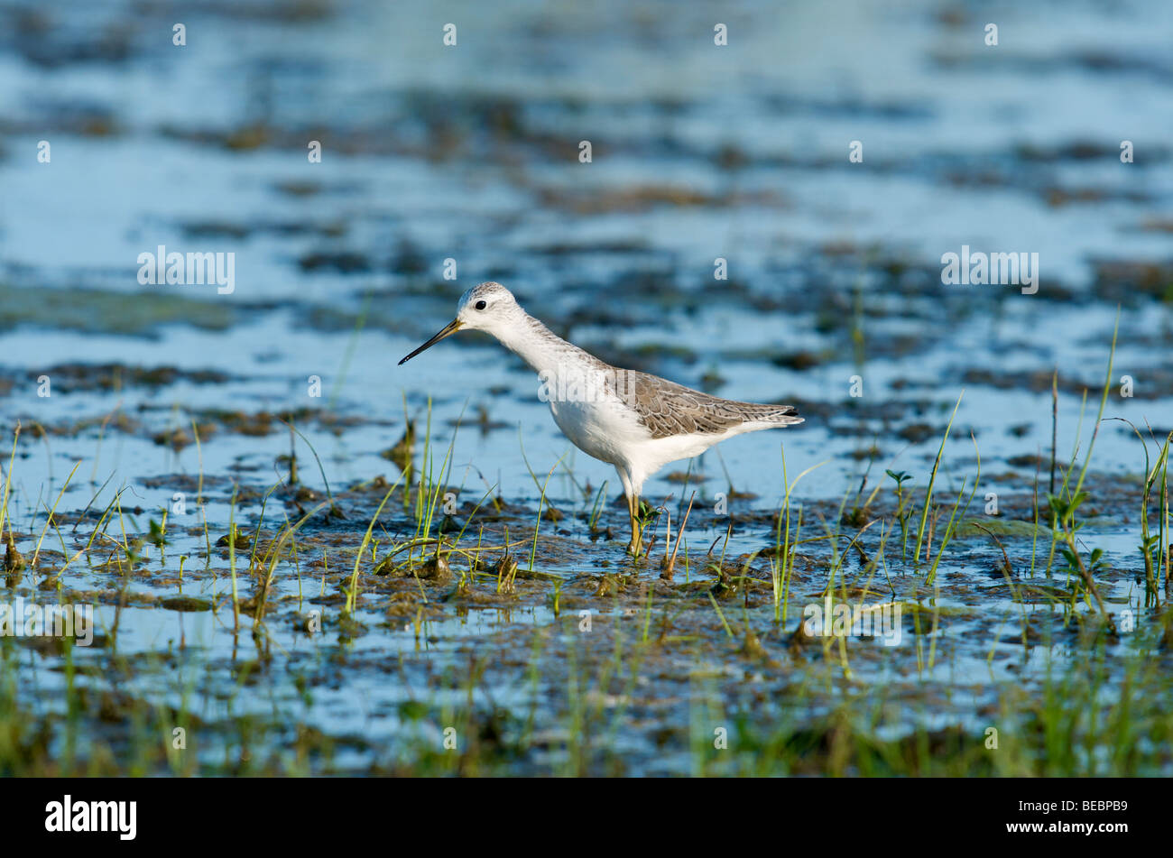 Wetland bird, wader Sri Lanka Stock Photo - Alamy
