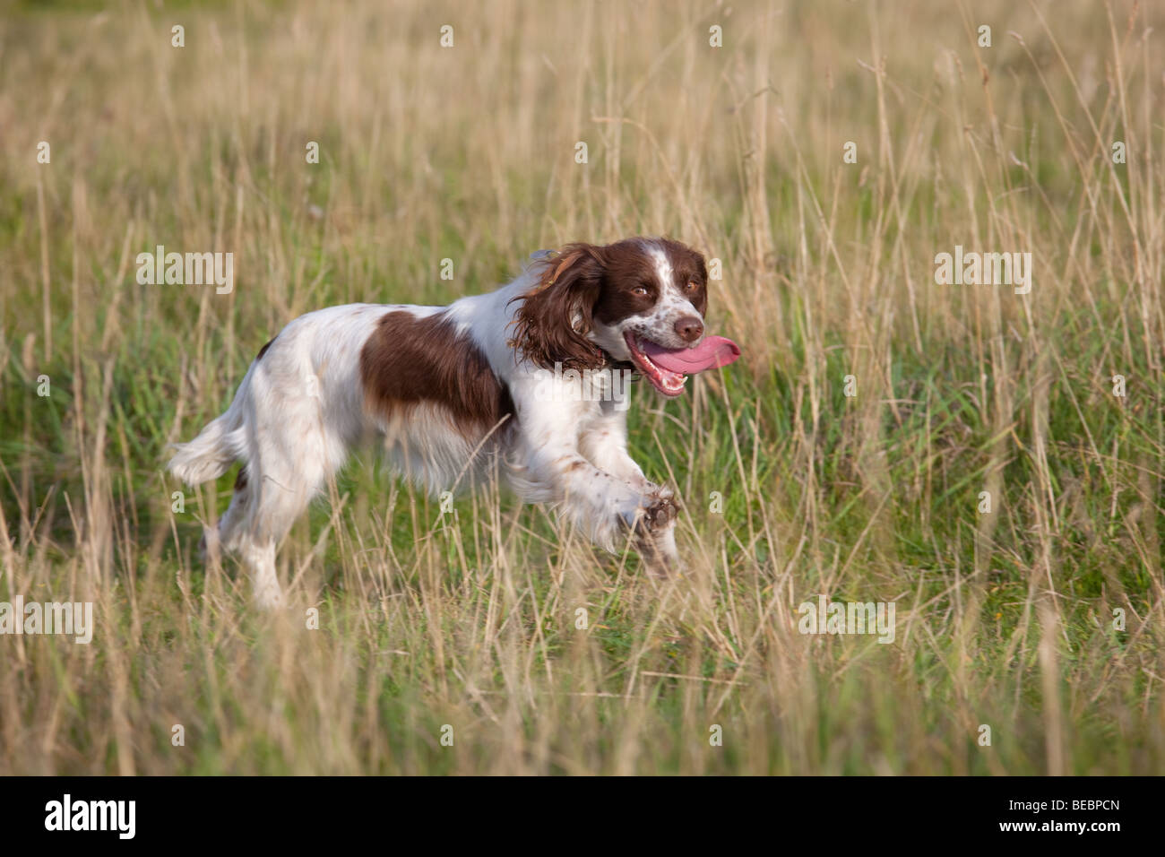 A breathless English Springer Spaniel running through grass Stock Photo ...
