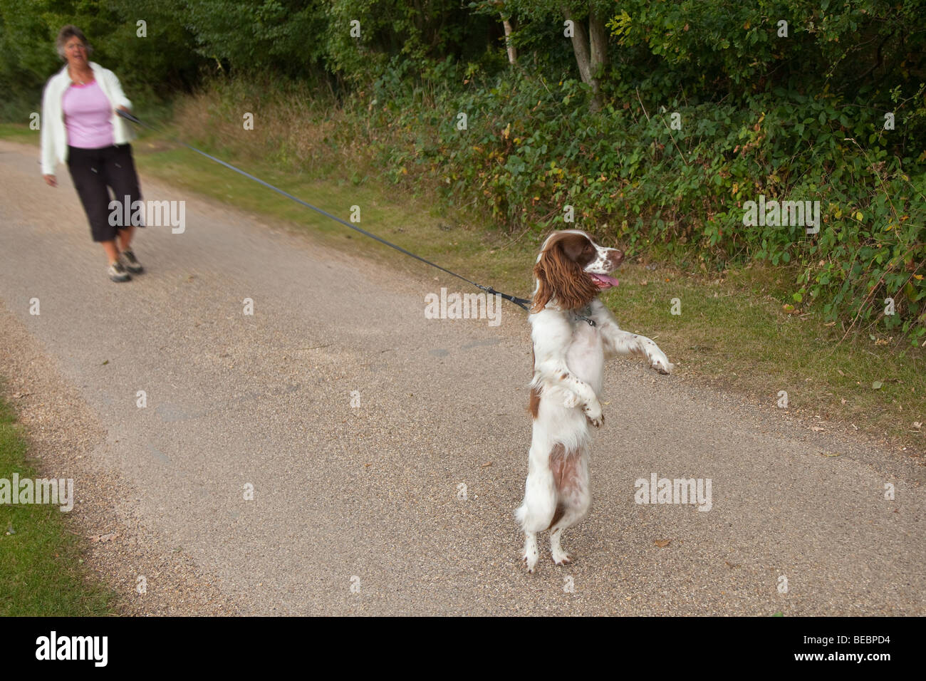 English Springer Spaniel walking upright on backlegs Stock Photo - Alamy