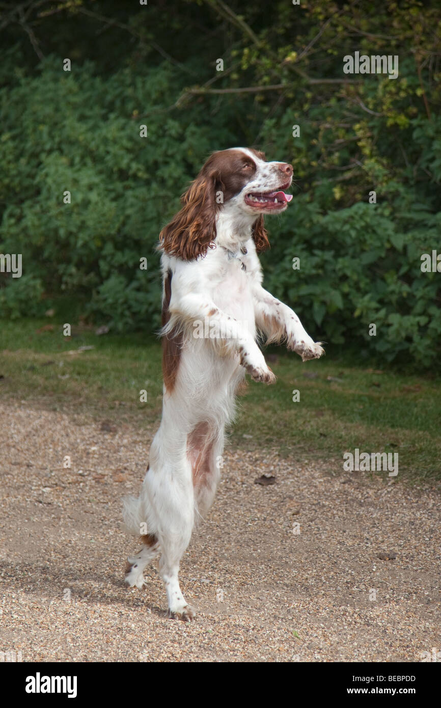 English Springer Spaniel walking upright on back legs Stock Photo - Alamy