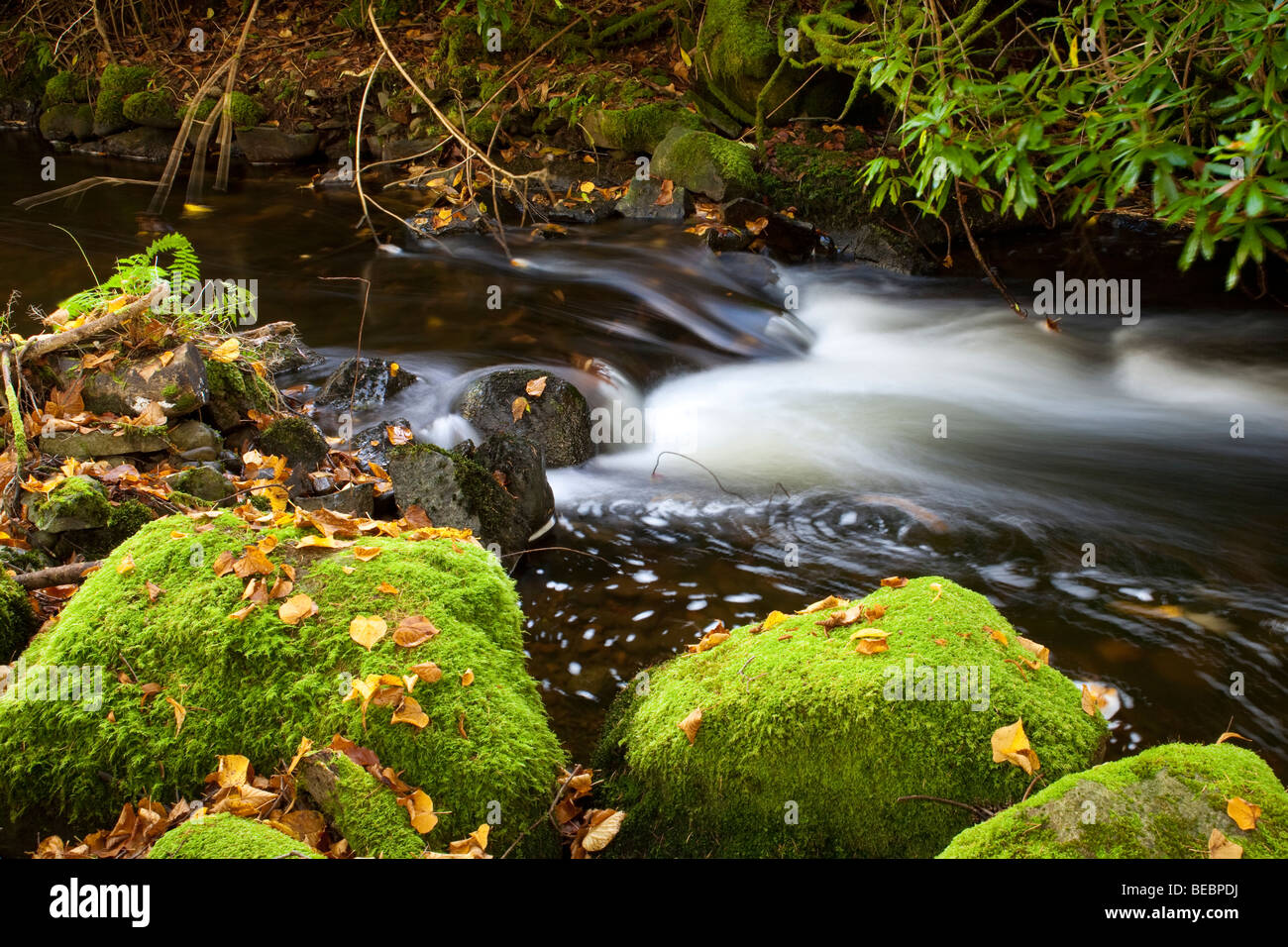 Woodland stream with moss covered boulders Stock Photo - Alamy