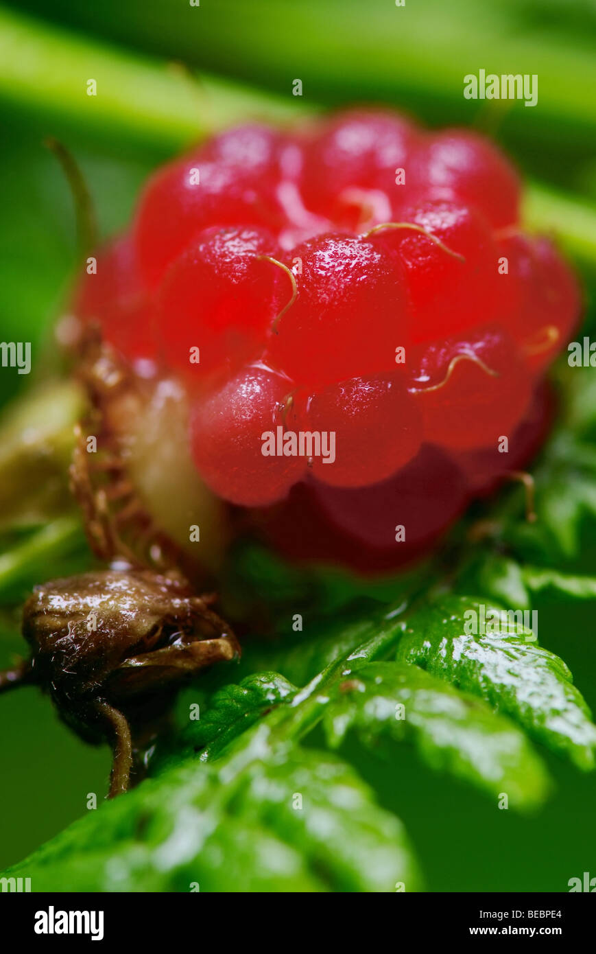Single raspberry macro shot Stock Photo - Alamy