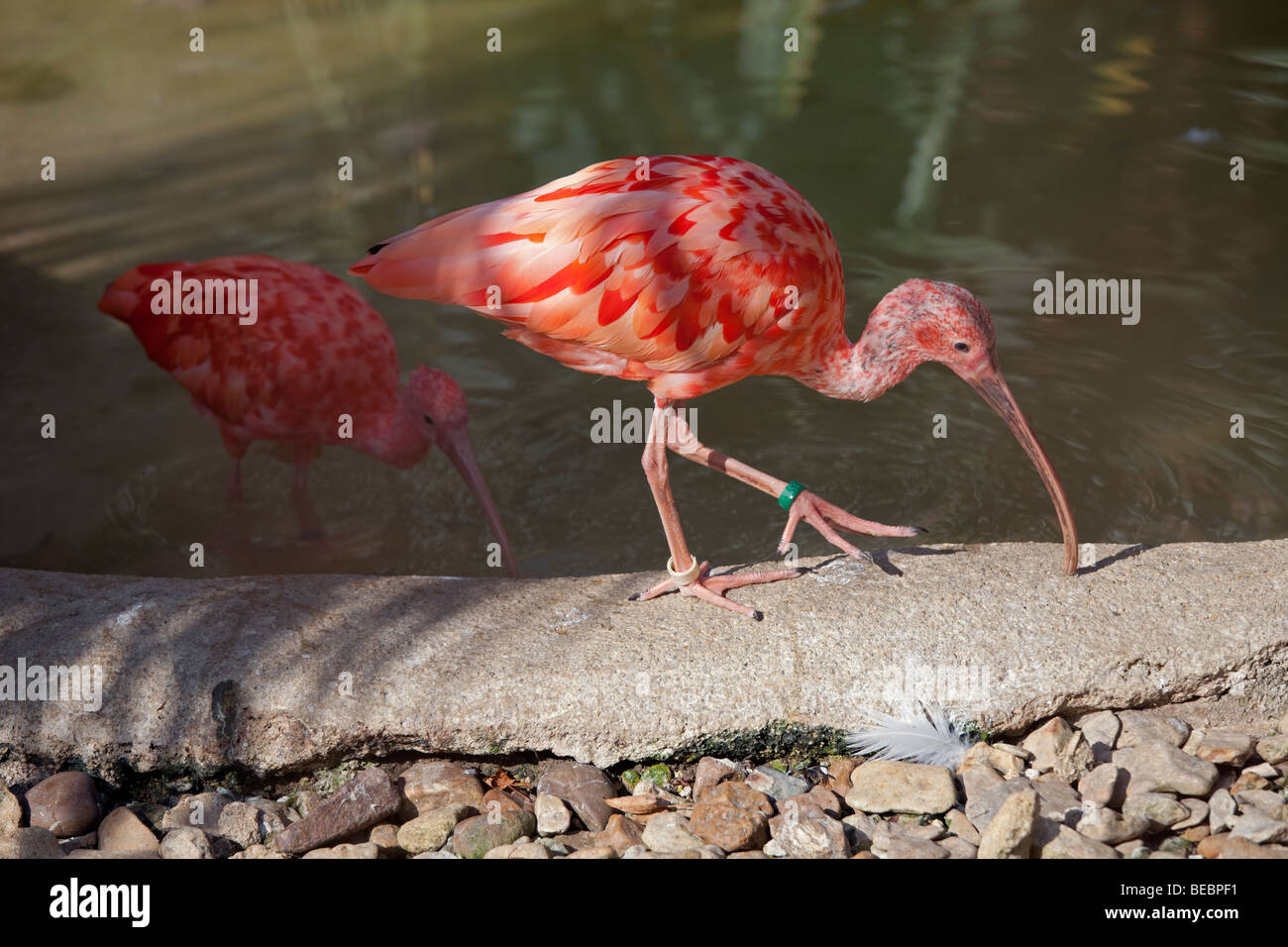 Pink ibis hi-res stock photography and images - Alamy