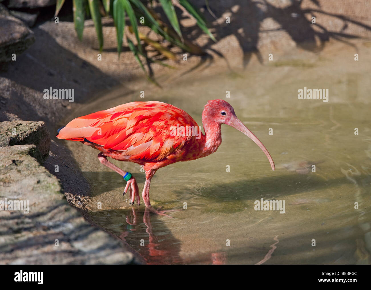 Scarlet Ibis (eudocimus ruber Stock Photo - Alamy