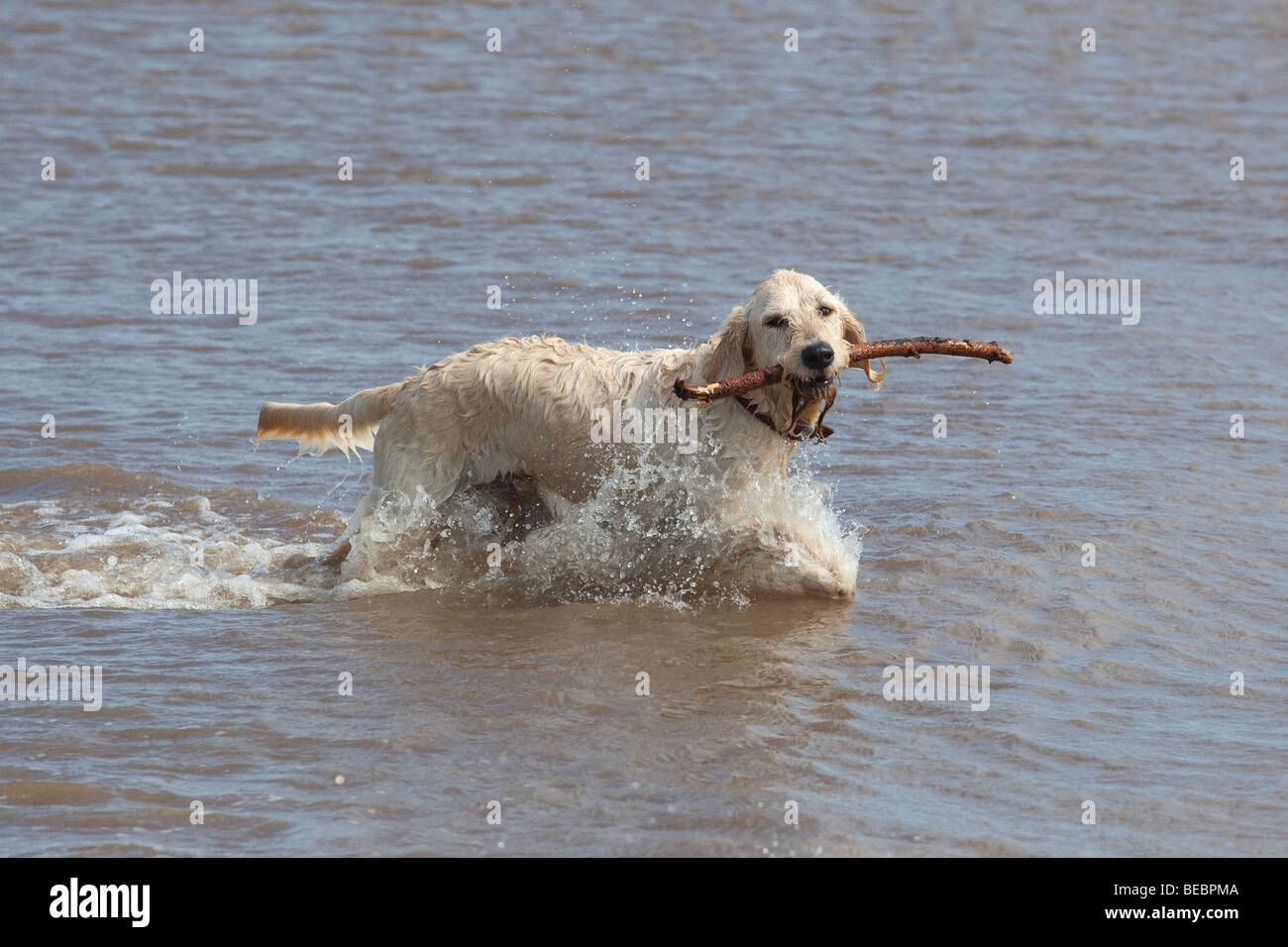 Labradoodles Dog Retrieving stick from Sea Stock Photo - Alamy