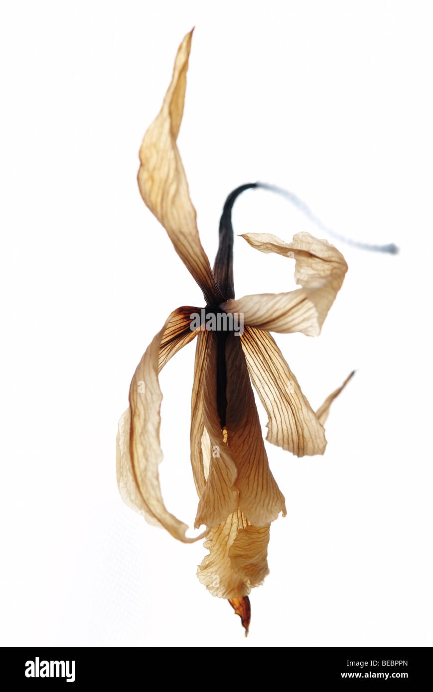 Dancing dry orchid isolated on white Stock Photo - Alamy