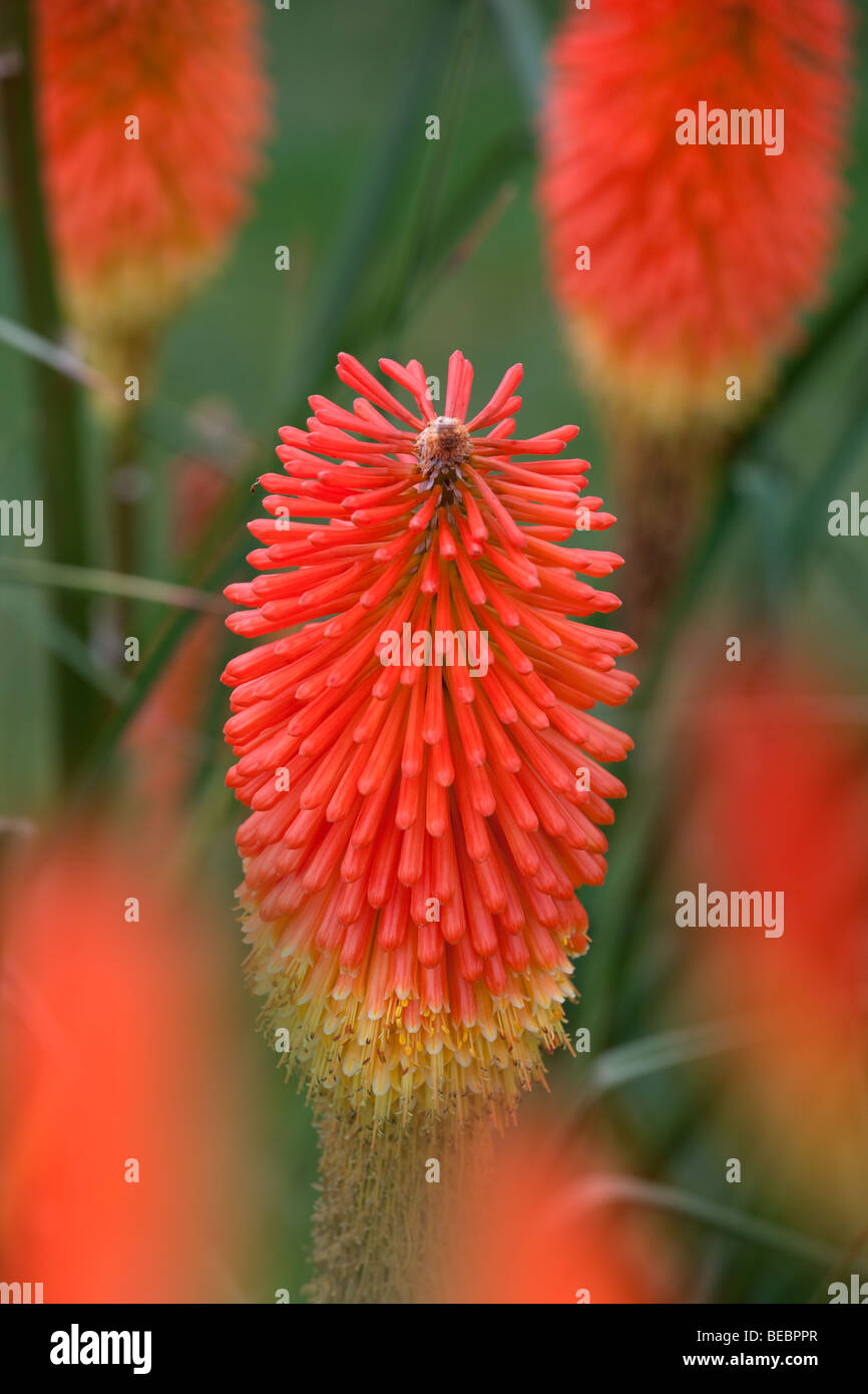 Showy red spikes hi-res stock photography and images - Alamy
