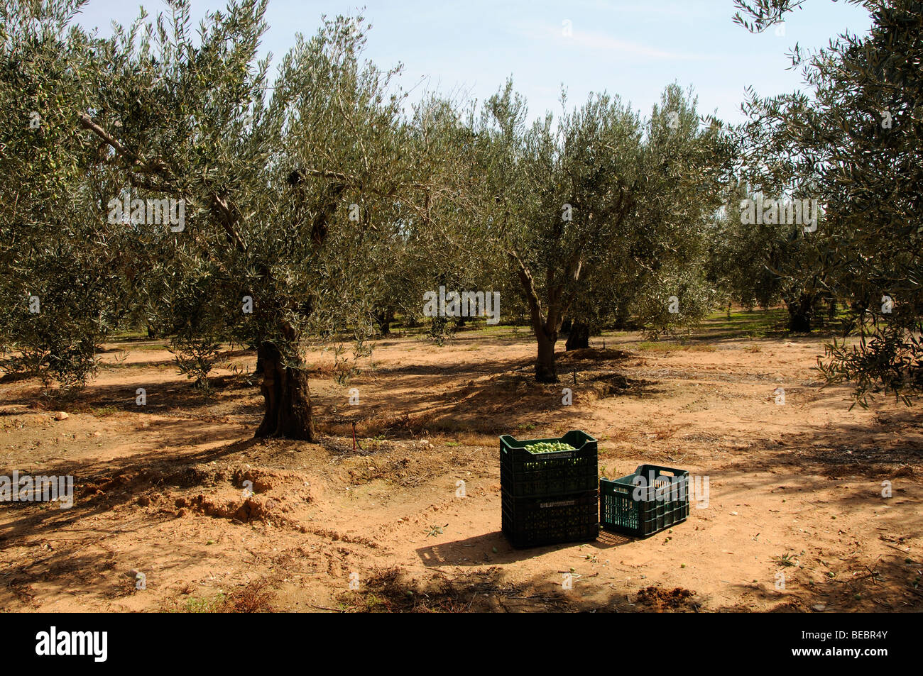 Olive orchard greece hi-res stock photography and images - Alamy