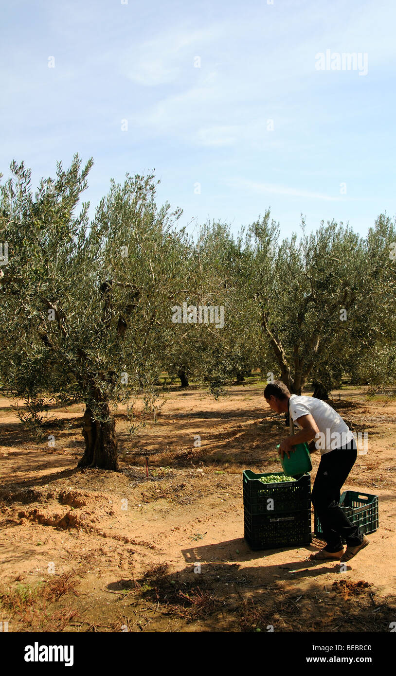 Greek Olive farm at Olinthos northern Greece harvesting green olives ...
