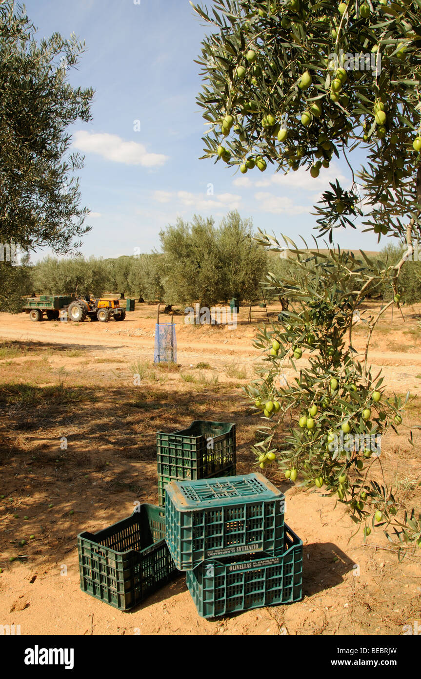 Greek Olive farm at Olinthos northern Greece Stock Photo - Alamy