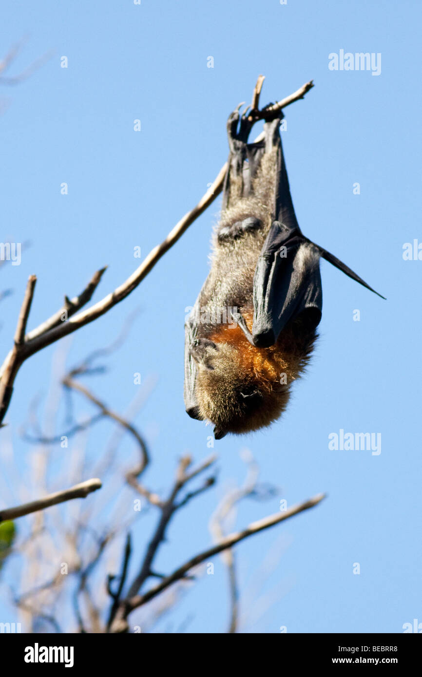 Grey headed flying fox in a tree hi-res stock photography and images ...