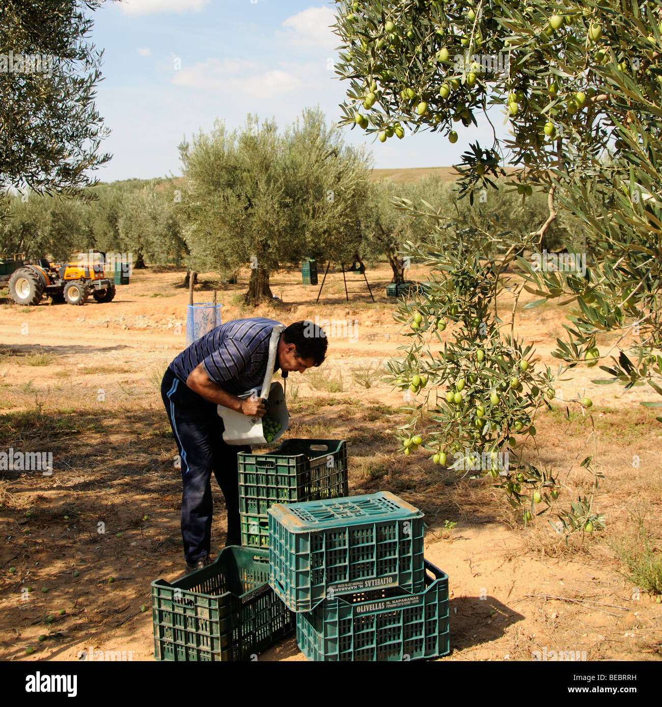 Olive gathering greek hi-res stock photography and images - Alamy