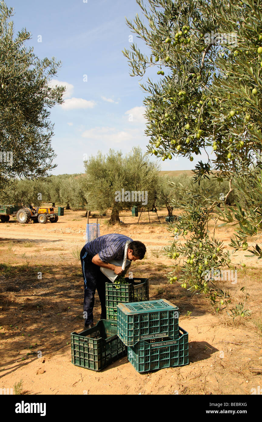 Olive gathering greek hi-res stock photography and images - Alamy