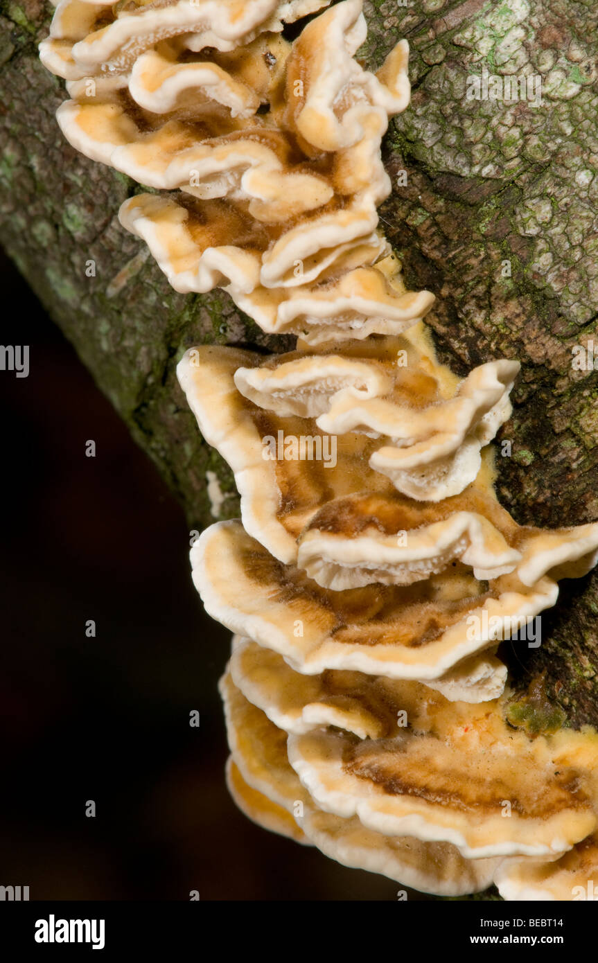False Turkey Tail (Stereum Ostrea) Fungus Stock Photo - Alamy