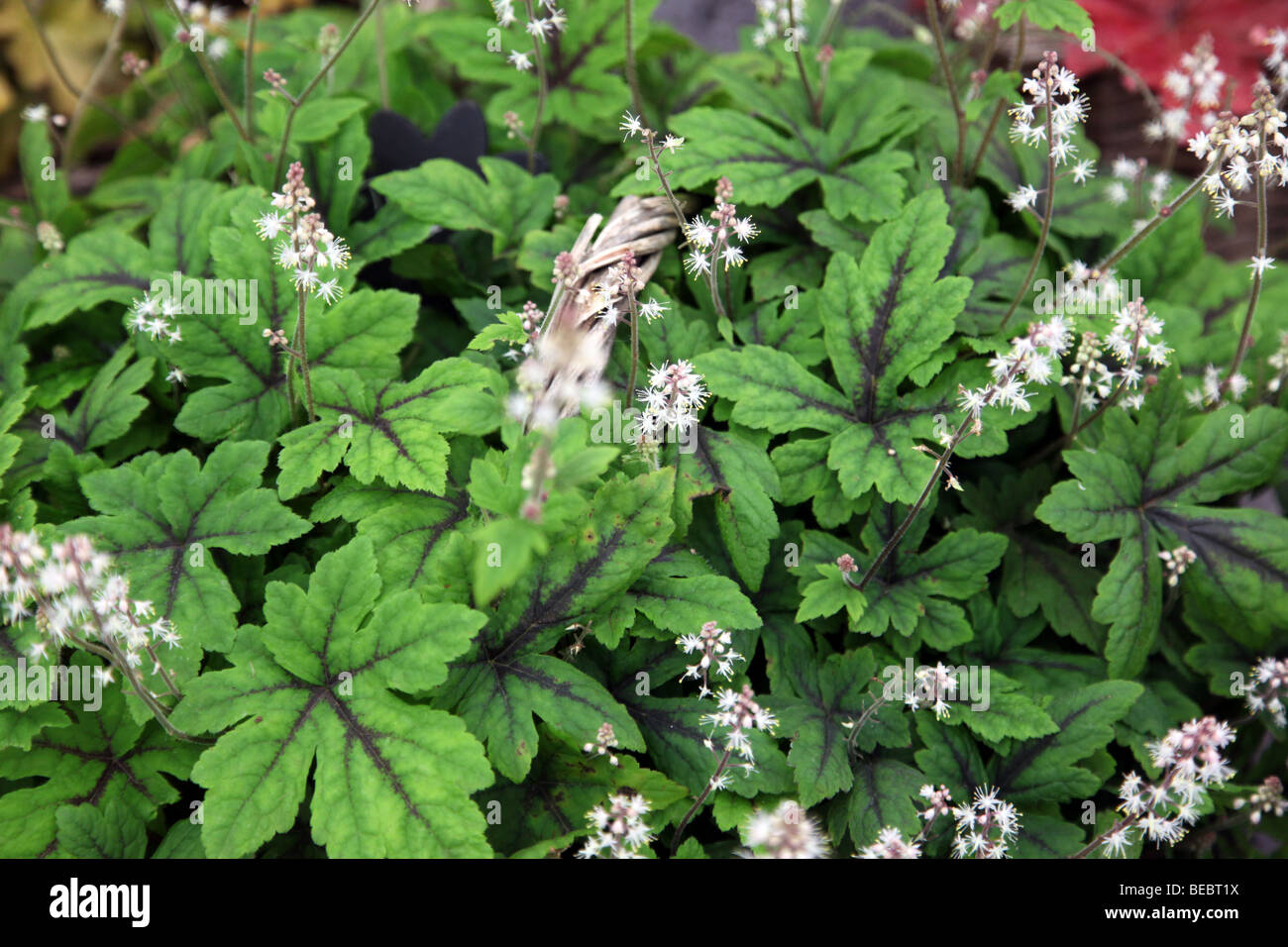 Tiarella hi-res stock photography and images - Alamy