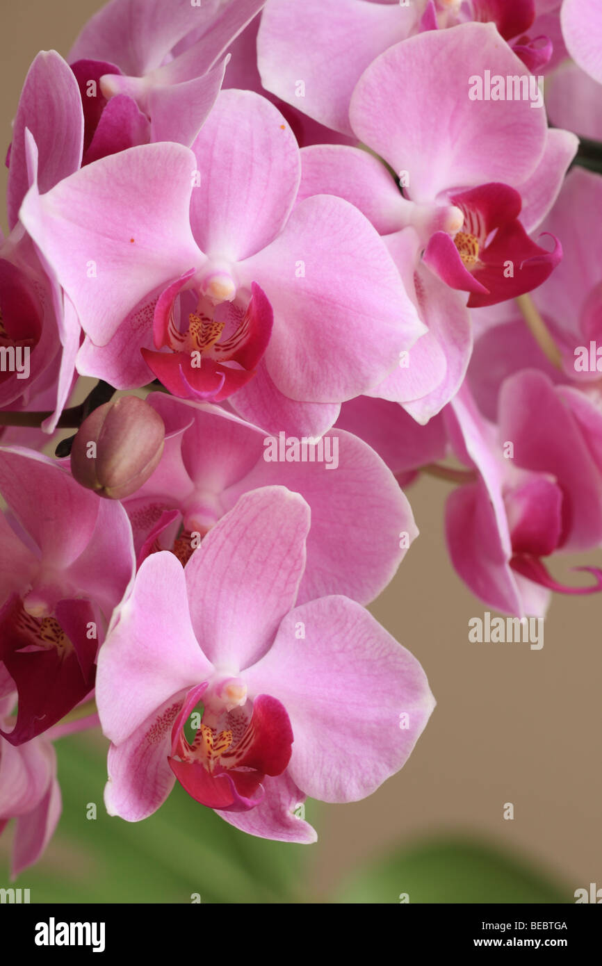 Pink Moth Orchid, Phalaenopsis Stock Photo - Alamy