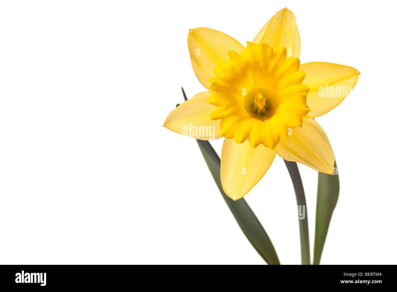 yellow daffodil isolated on a white background Stock Photo - Alamy