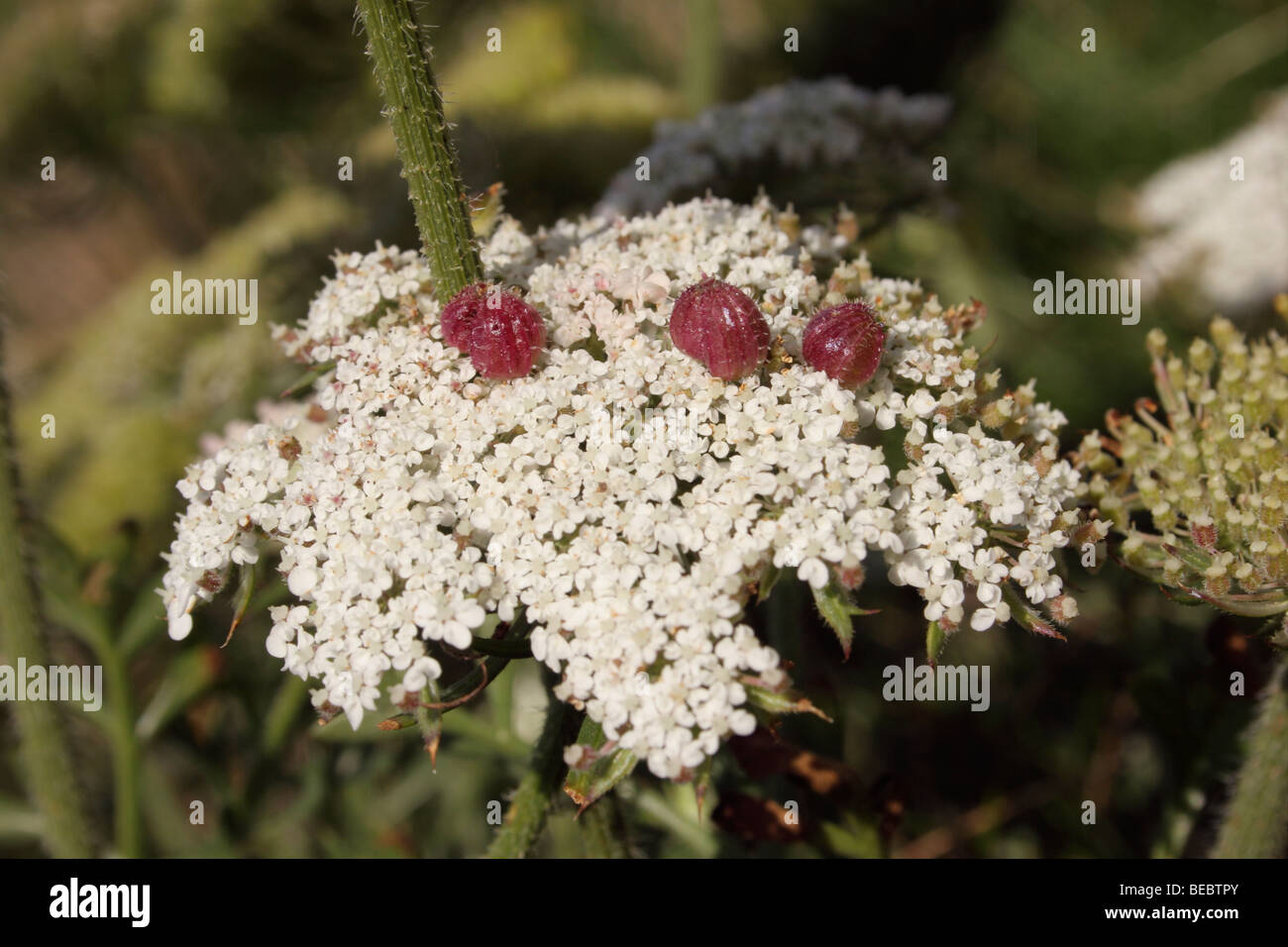 Red galls on wild carrot (Daucus carota) caused by a gall midge ...