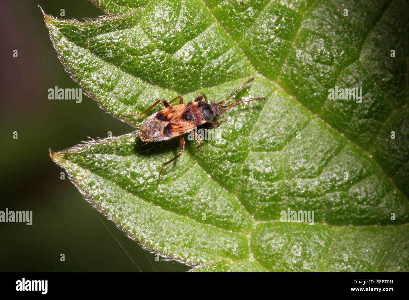 Nettle ground-bug (Scolopostethus affinis : Lygaeidae) on nettle, UK ...