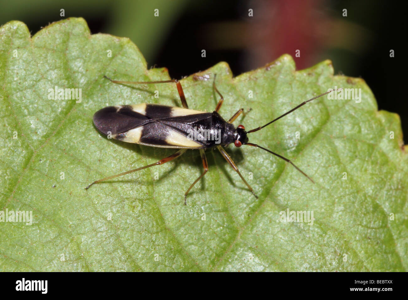 4-spotted oak bug (Dryophilicoris flavoquadrimaculatus : Miridae), UK ...