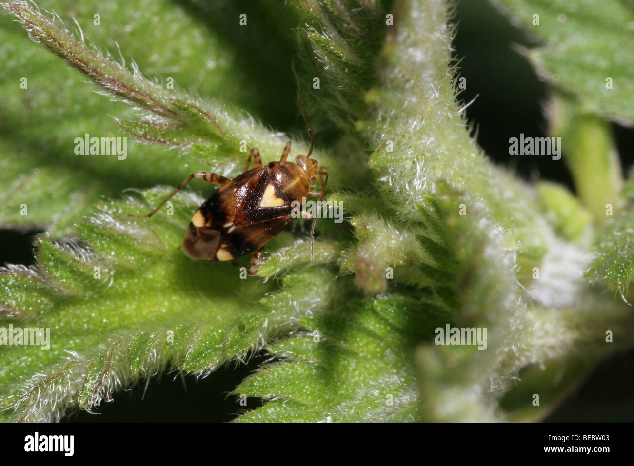 Three-spotted nettle bug (Liocoris tripustulatus : Miridae) on stinging ...