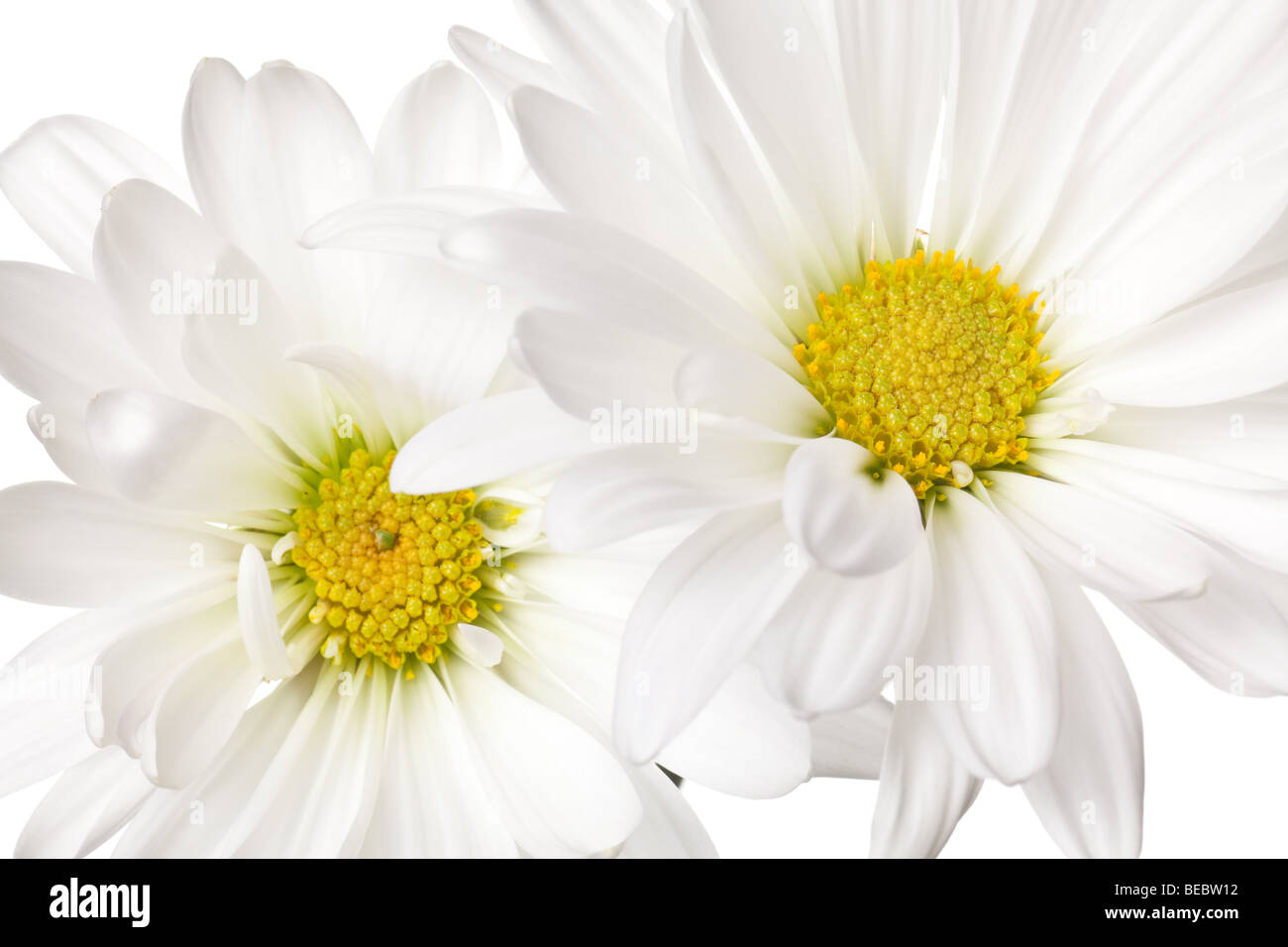 daisy isolated on a pure white background Stock Photo - Alamy