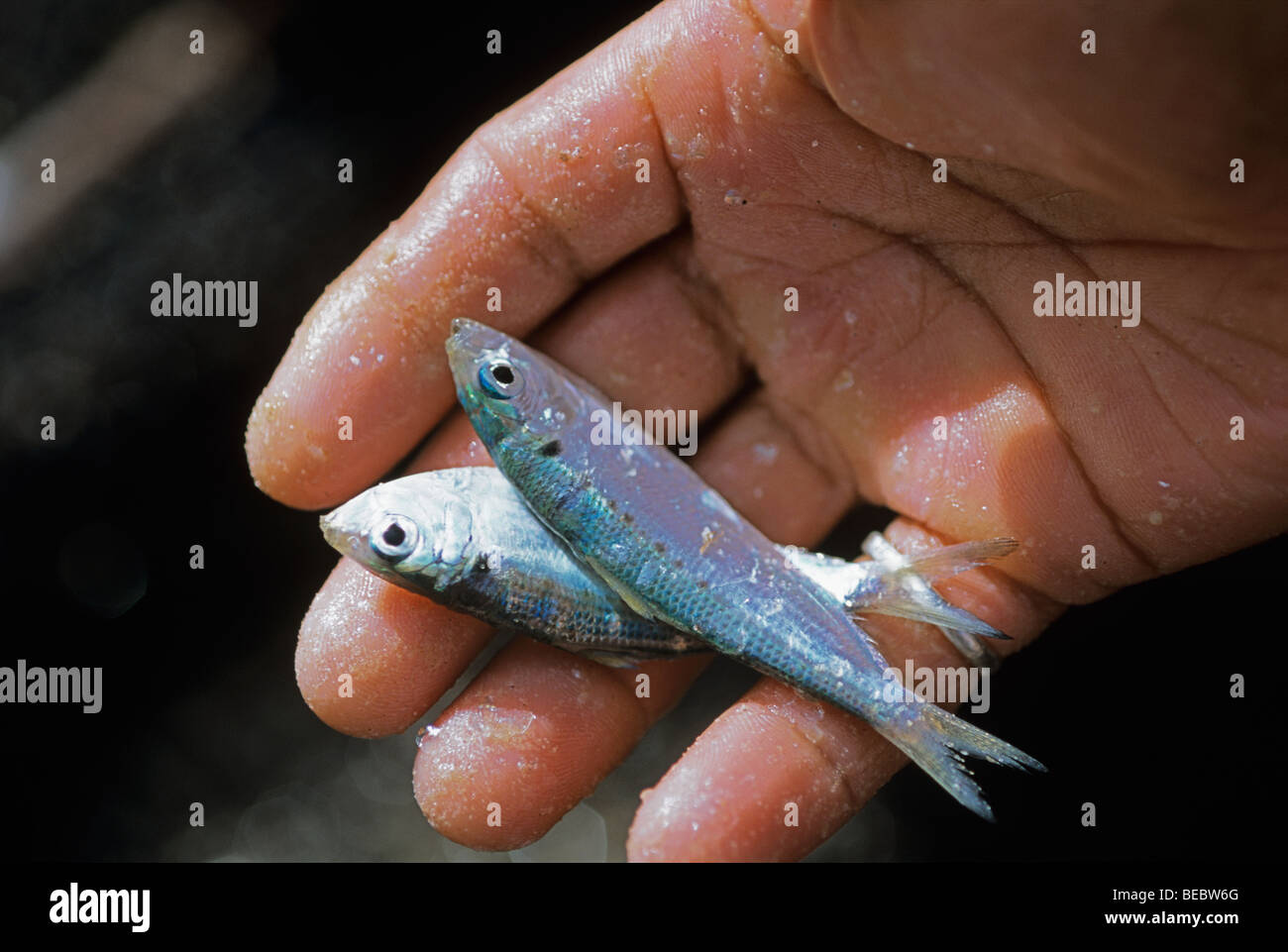Smallest Fish In The World Ever Caught