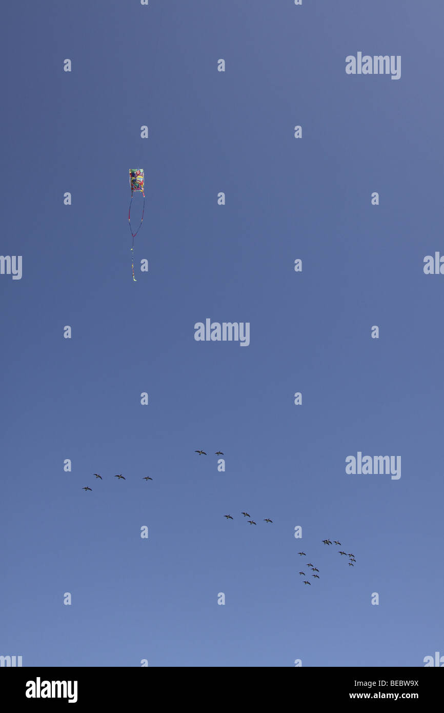 Flying kite with birds Stock Photo - Alamy