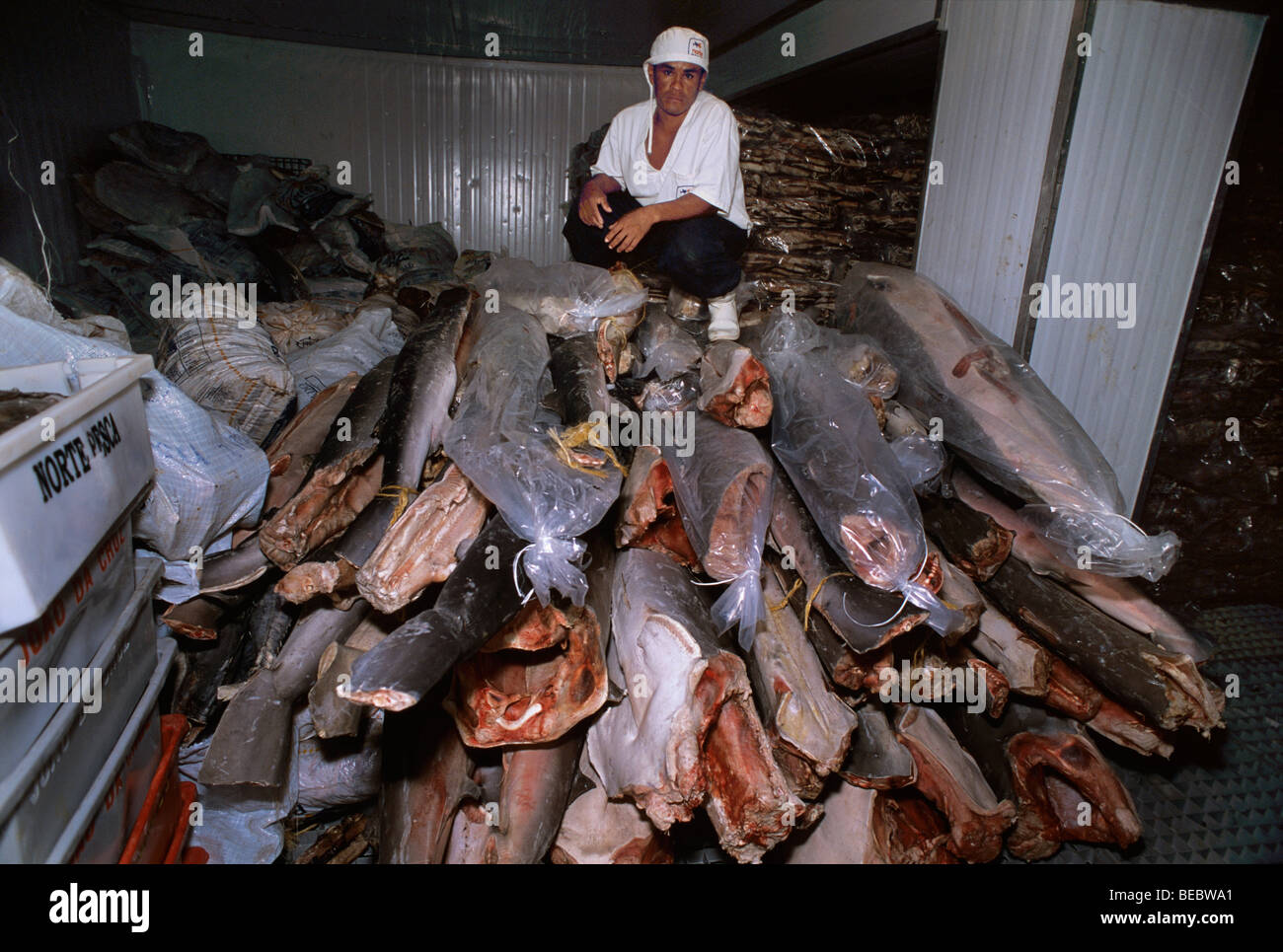 Atlantic shark catch hi-res stock photography and images - Alamy