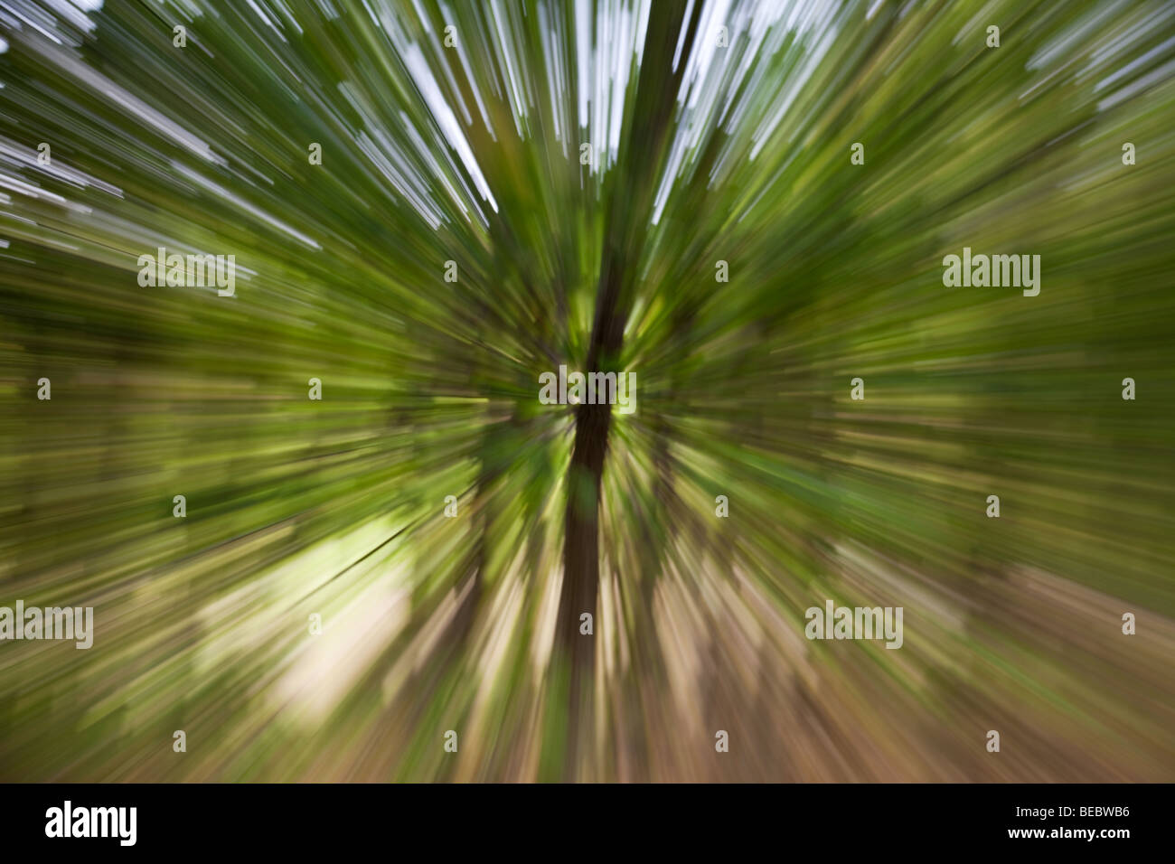 Out of Focus Trees with Sun Light Shining Through Stock Photo - Alamy