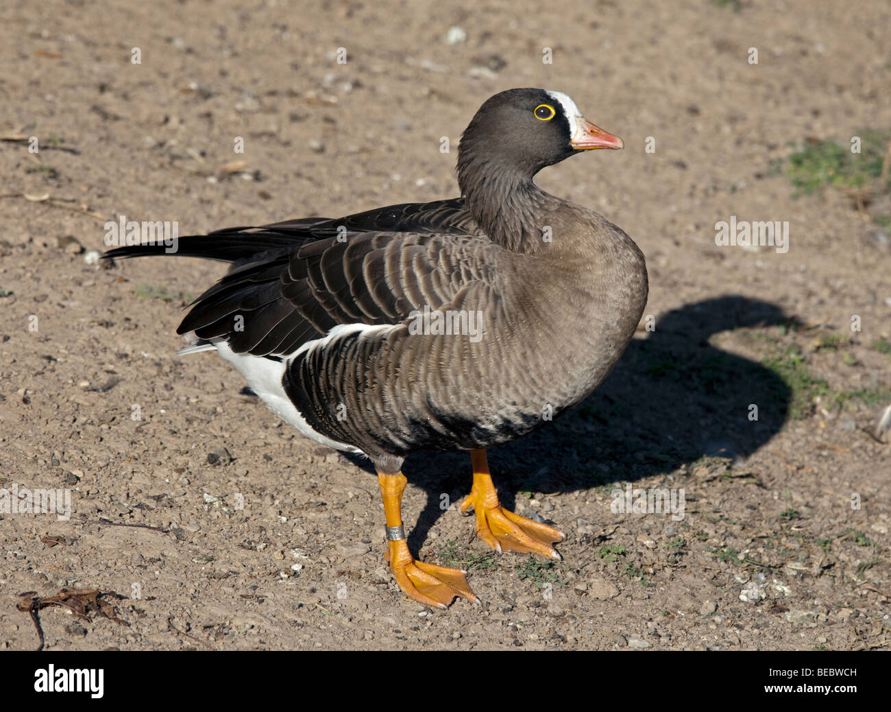 Lesser White-Fronted Goose (anser erythropus Stock Photo - Alamy