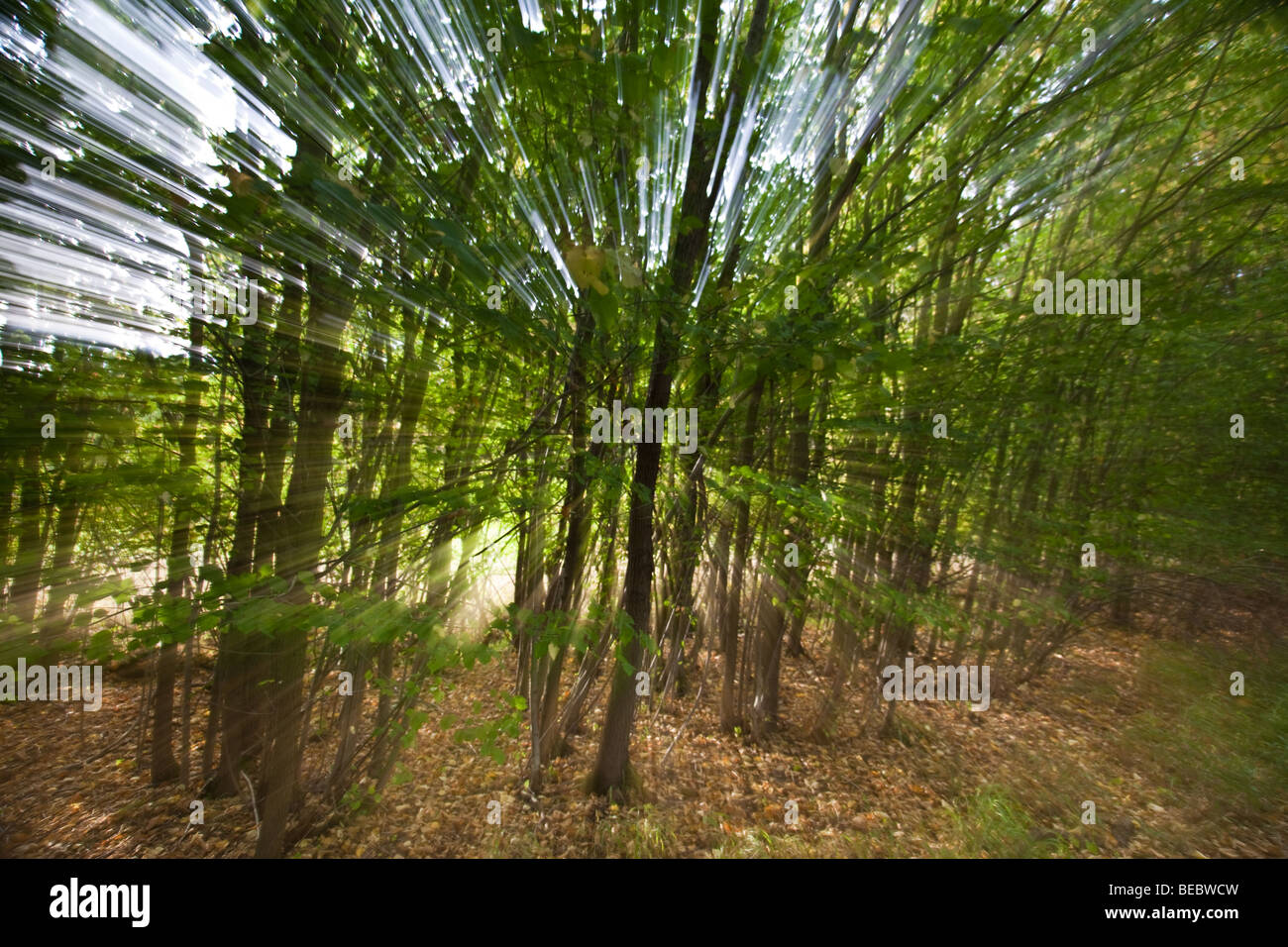 Out of Focus Trees with Sun Light Shining Through Stock Photo - Alamy