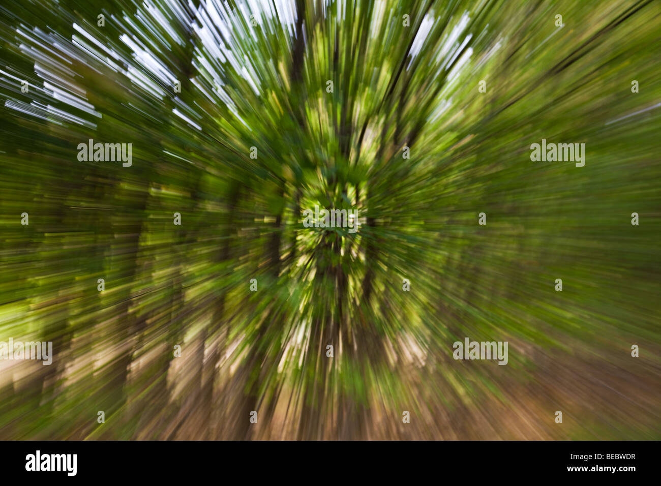 Out of Focus Trees with Sun Light Shining Through Stock Photo - Alamy