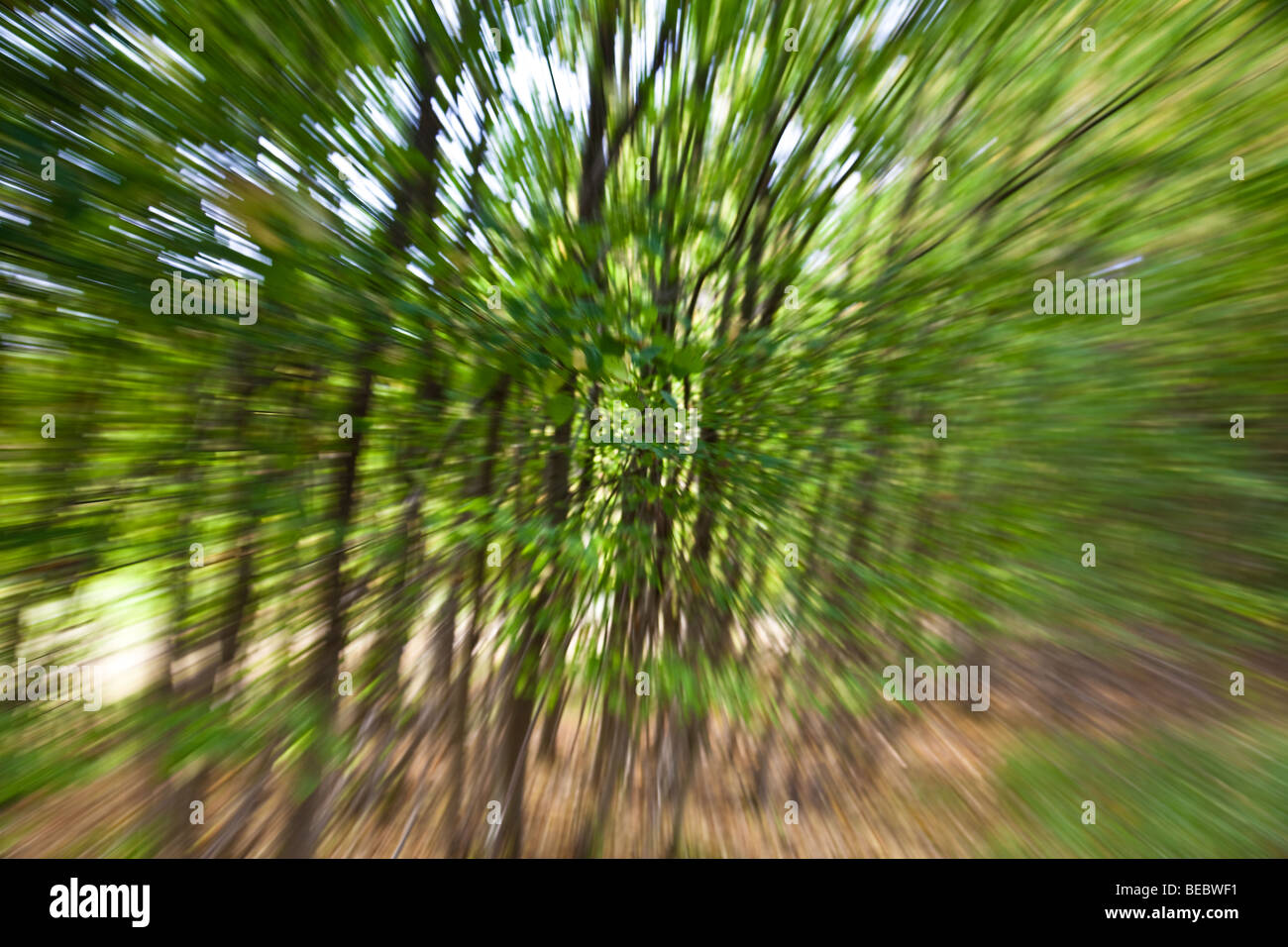 Out of Focus Trees with Sun Light Shining Through Stock Photo - Alamy