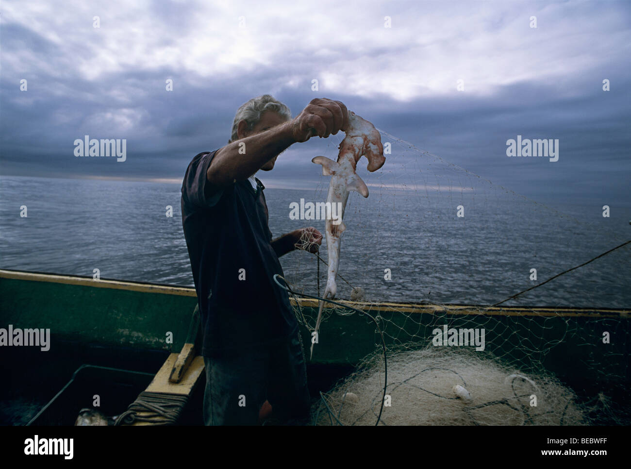 Shark caught in net hi-res stock photography and images - Alamy