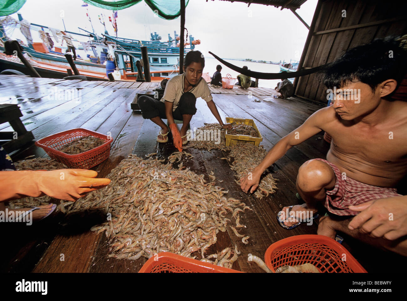 Fisherman sorting shrimp hi-res stock photography and images - Alamy