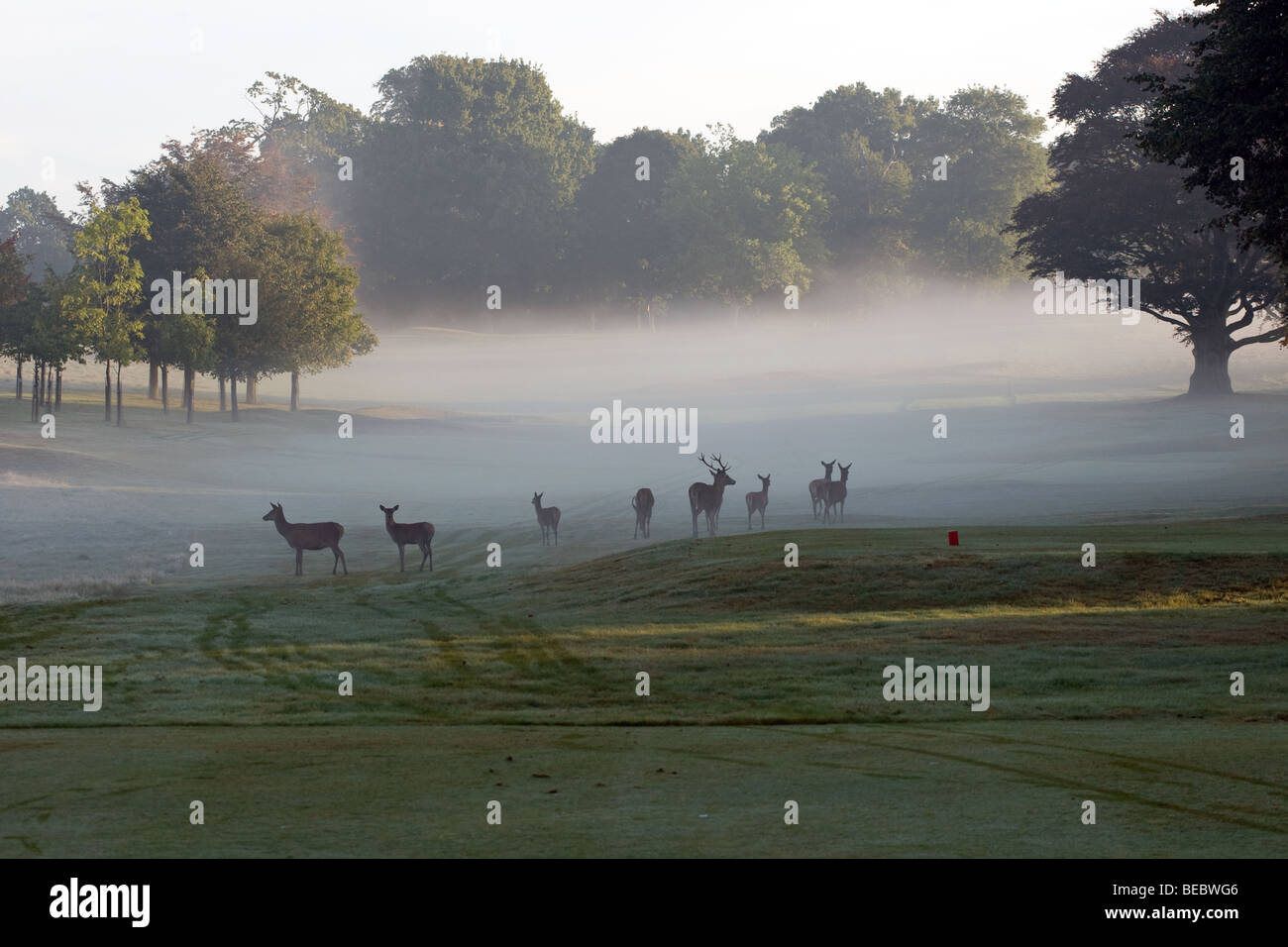 Dawn deer hi-res stock photography and images - Alamy