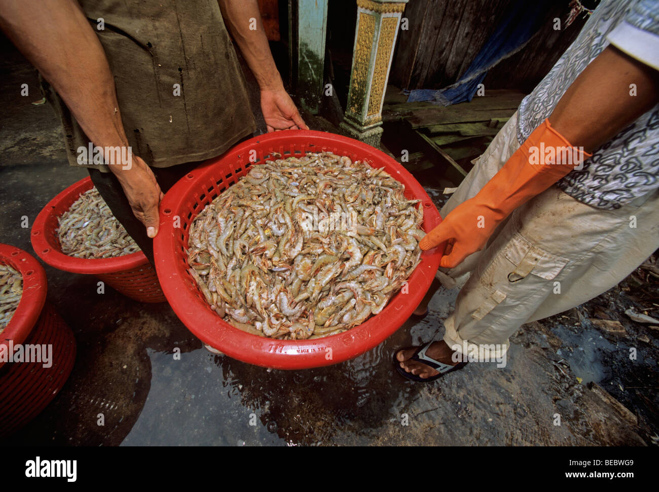 Fisherman sorting shrimp hi-res stock photography and images - Alamy