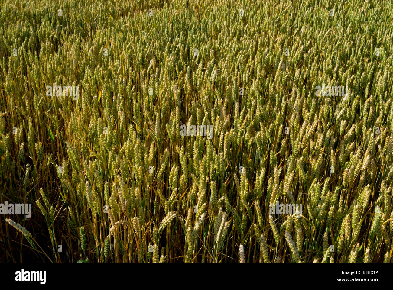 Crowhurst, surrey hi-res stock photography and images - Alamy