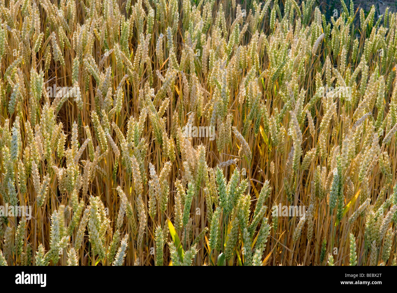uk, england, surrey, crowhurst wheat field Stock Photo - Alamy