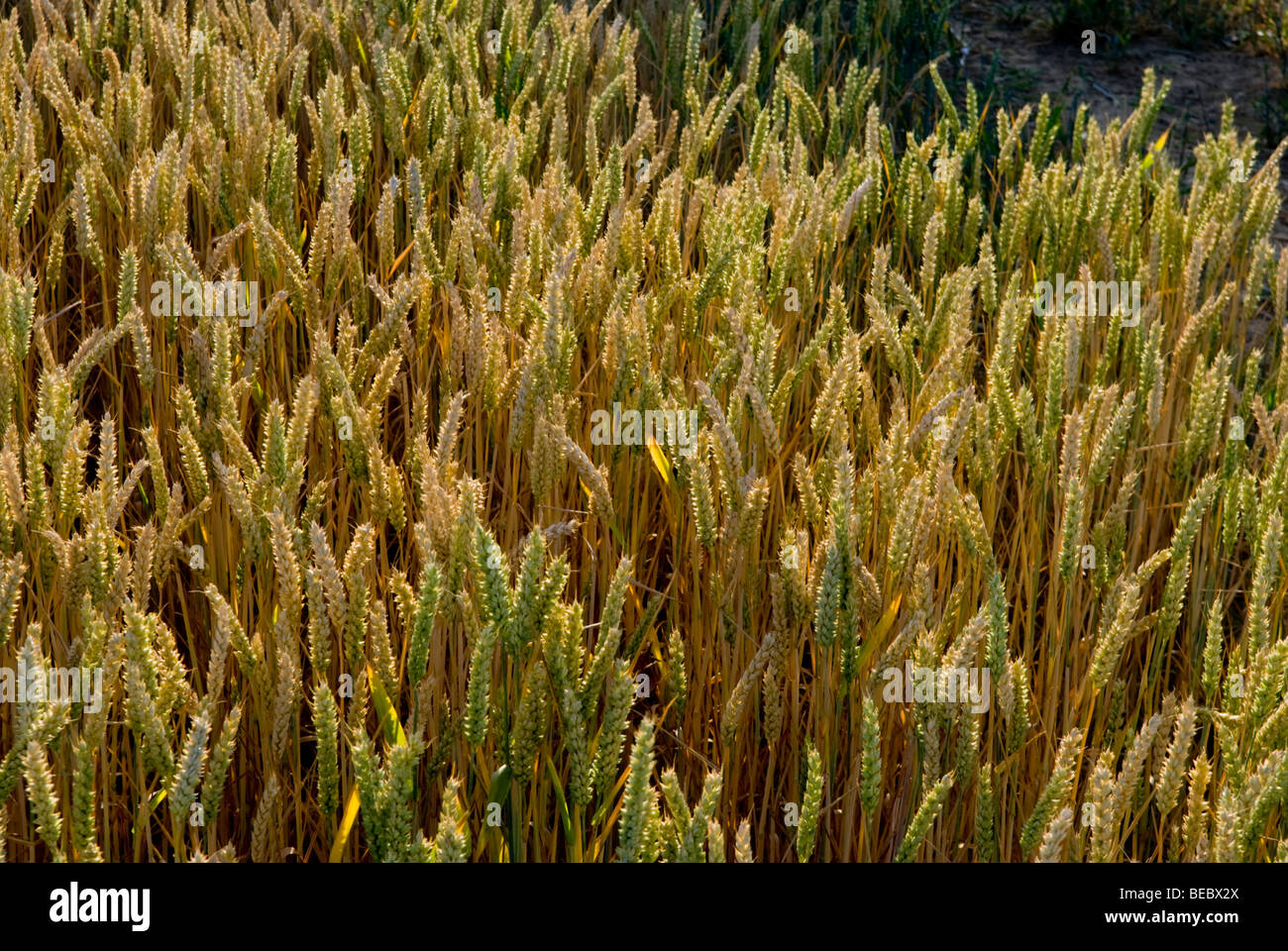 uk, england, surrey, crowhurst wheat field Stock Photo - Alamy