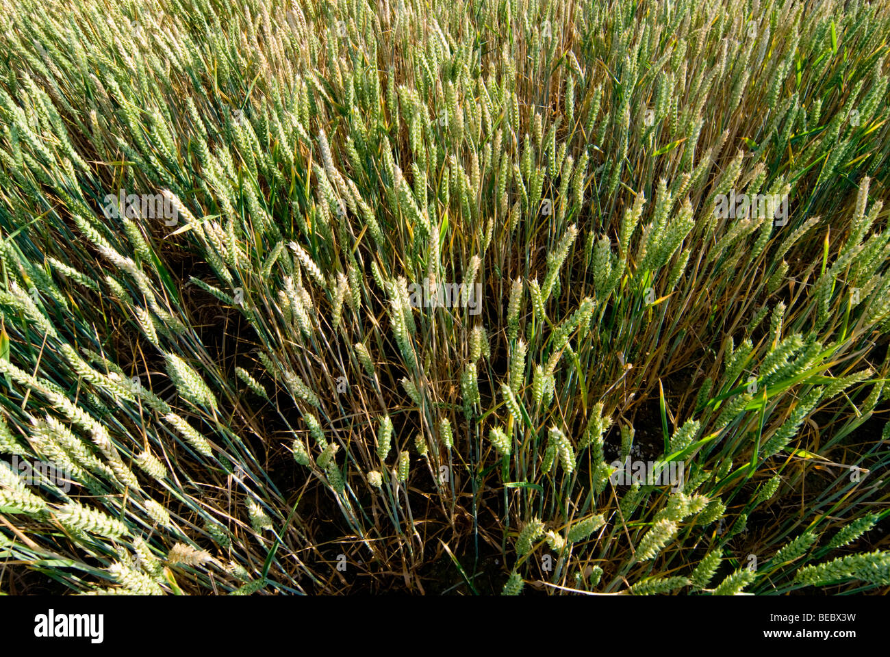 uk, england, surrey, crowhurst wheat field Stock Photo - Alamy