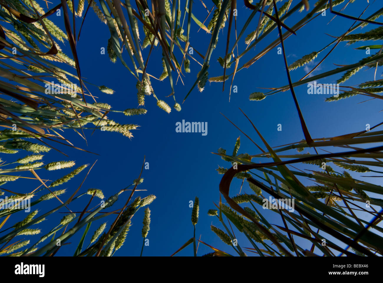 uk, england, surrey, crowhurst wheat field Stock Photo - Alamy